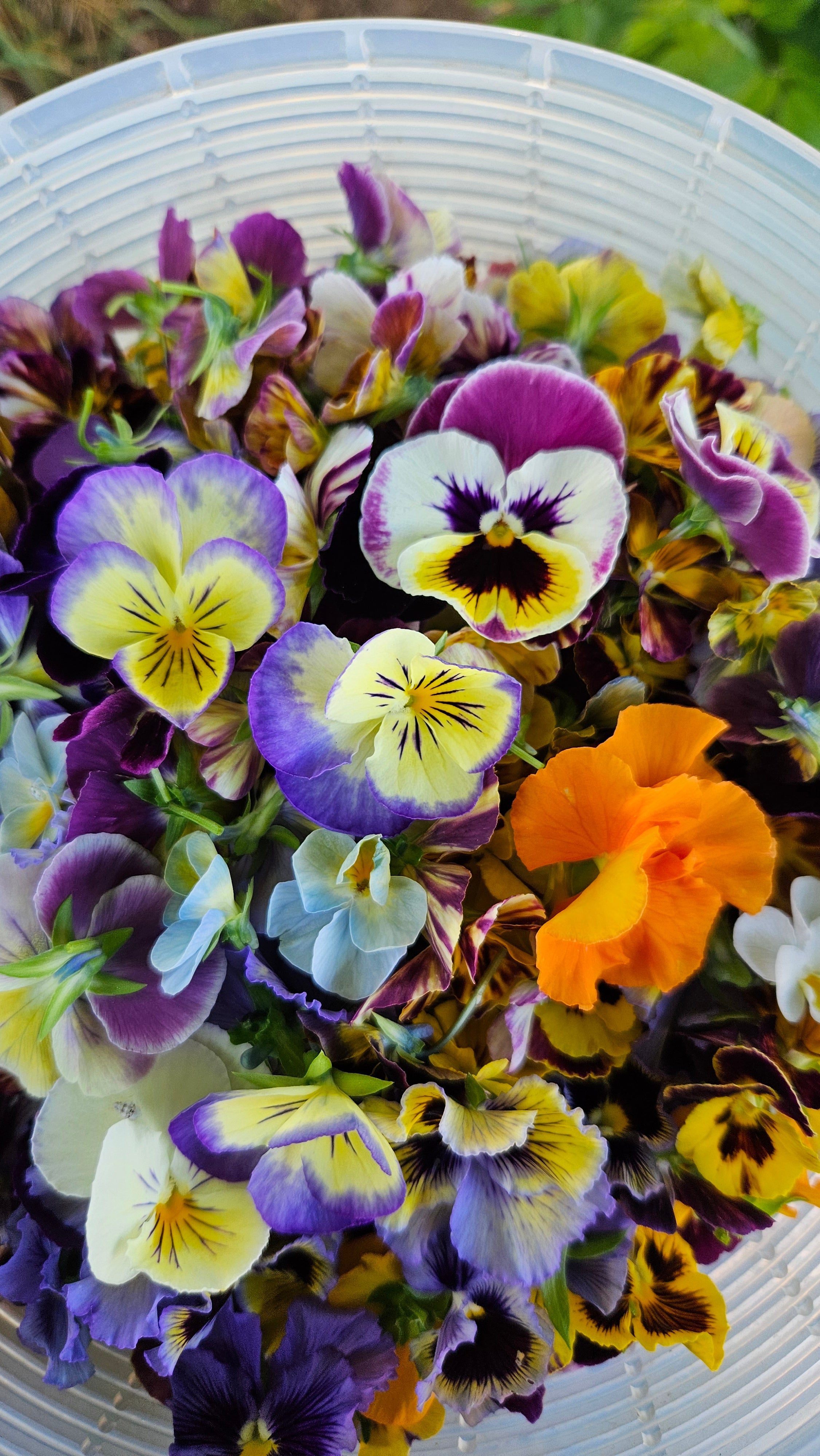 flower pansy