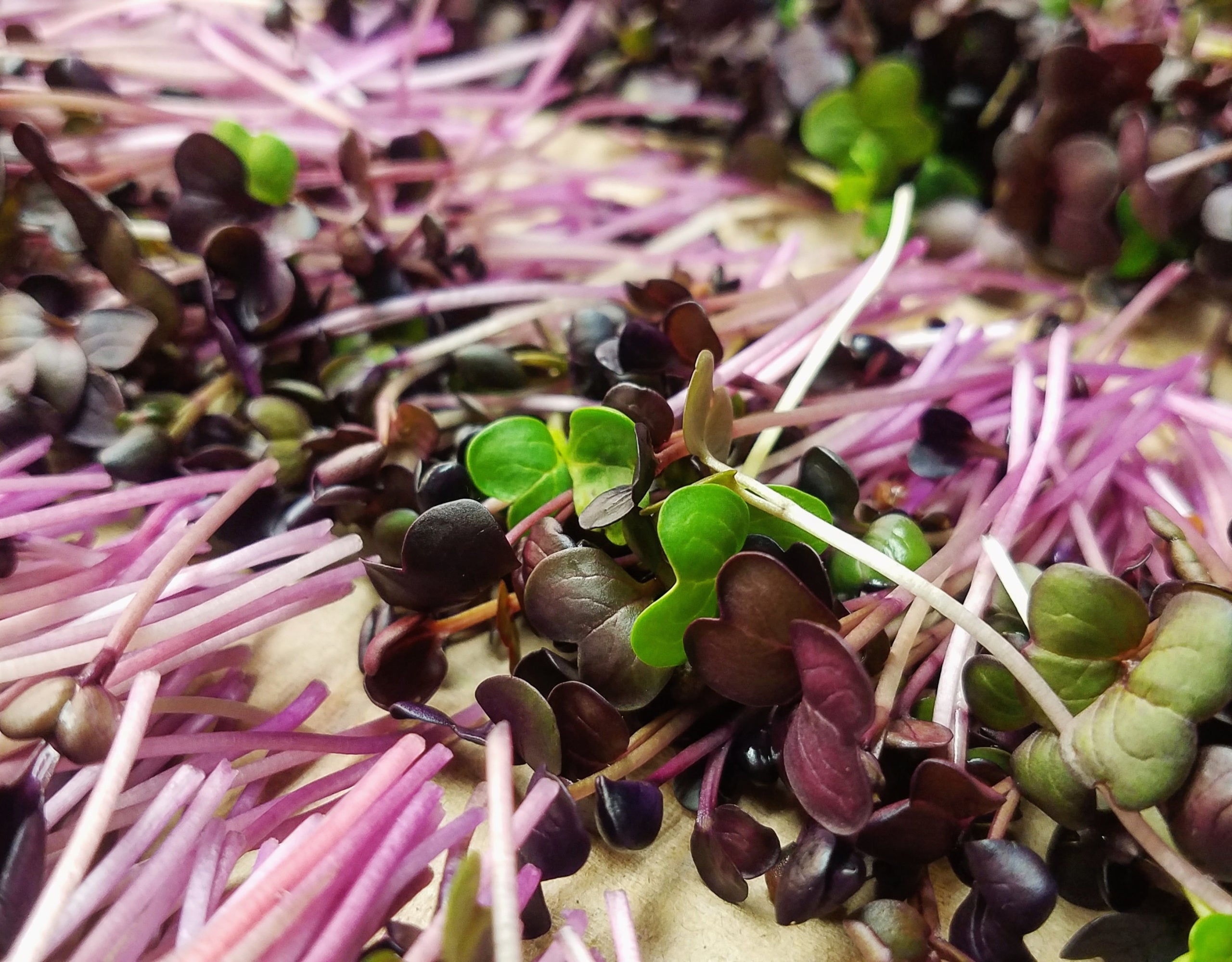 Purple Radish Microgreens (24 oz by vol) | Farm Hand Farm